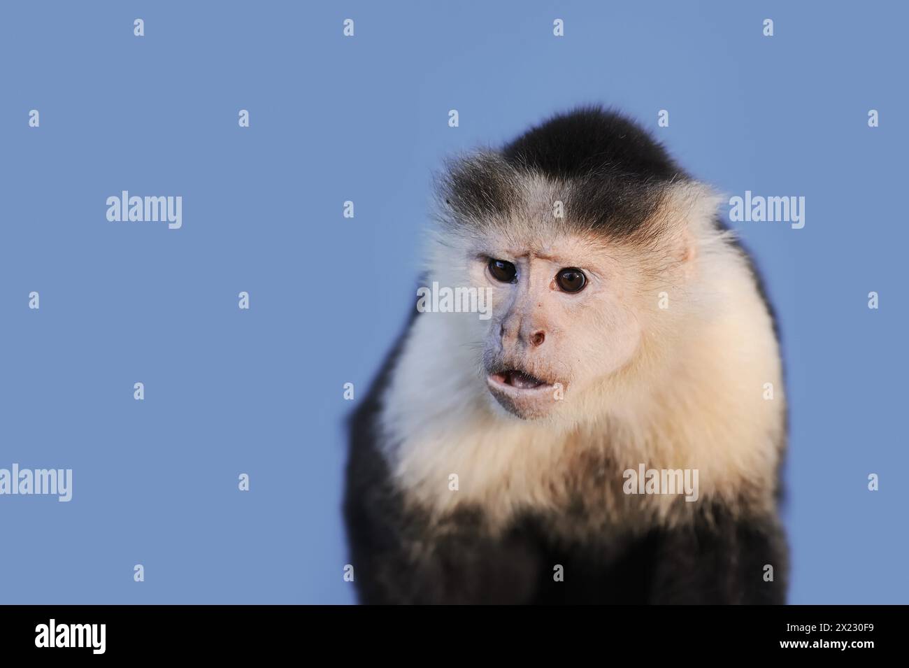 White-shouldered capuchin monkey or white-headed capuchin (Cebus ...