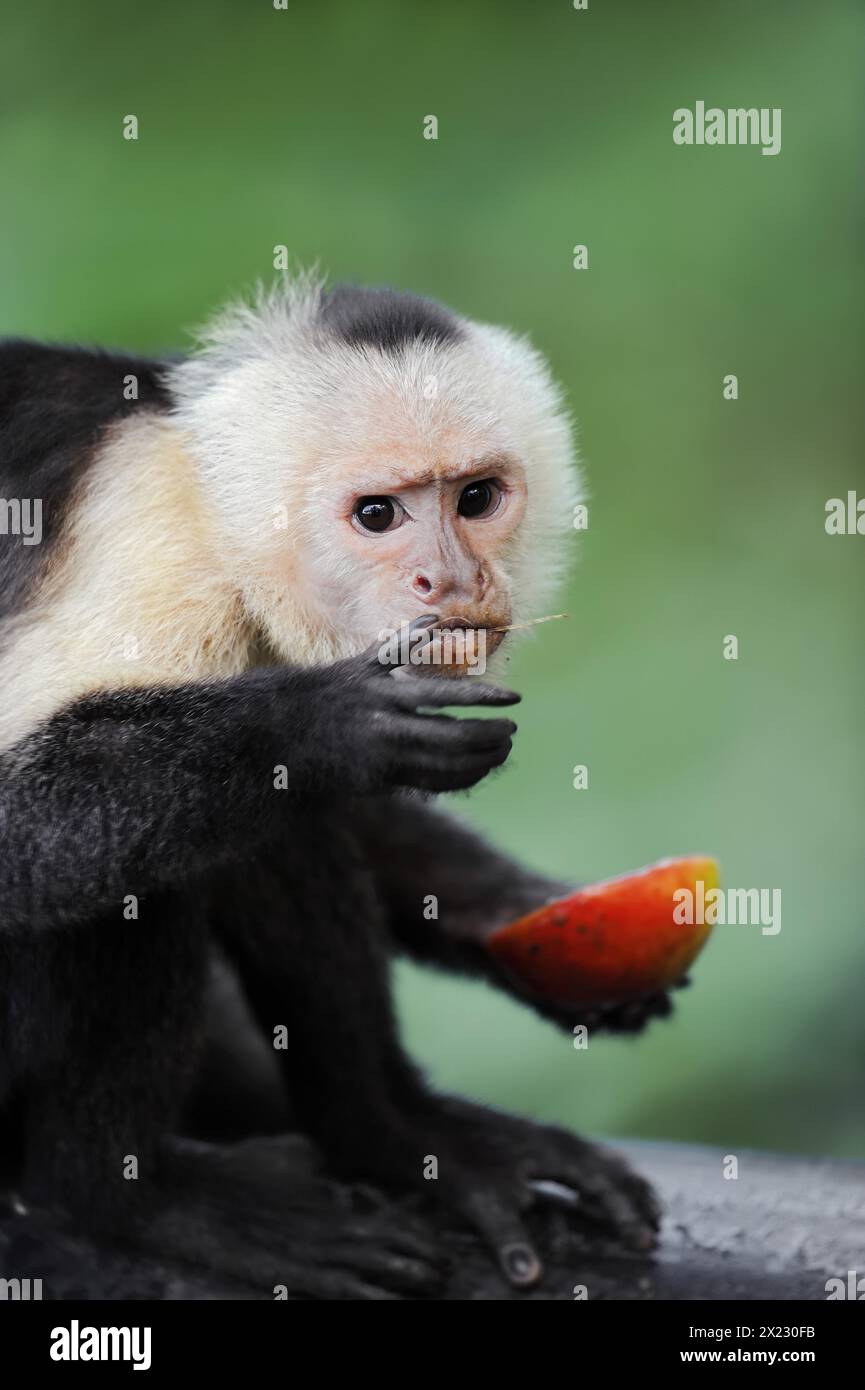White-shouldered capuchin monkey or white-headed capuchin (Cebus ...