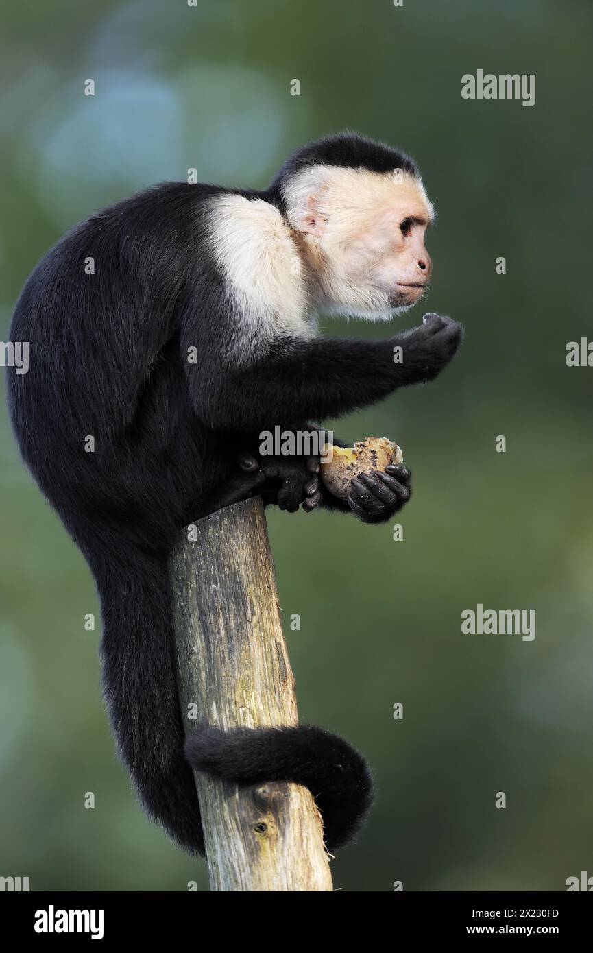 White-shouldered capuchin monkey or white-headed capuchin (Cebus ...