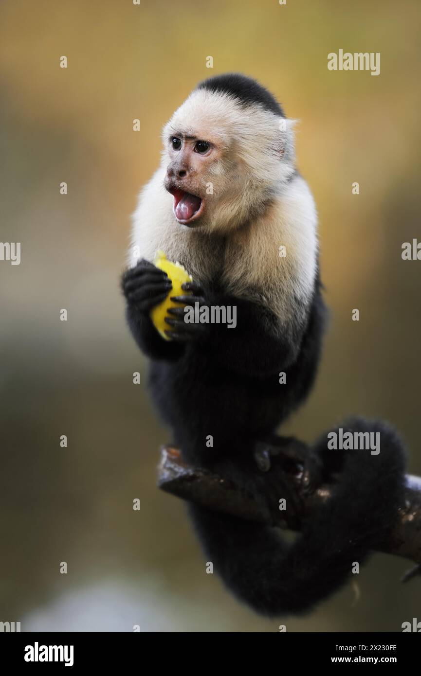 White-shouldered capuchin monkey or white-headed capuchin (Cebus ...