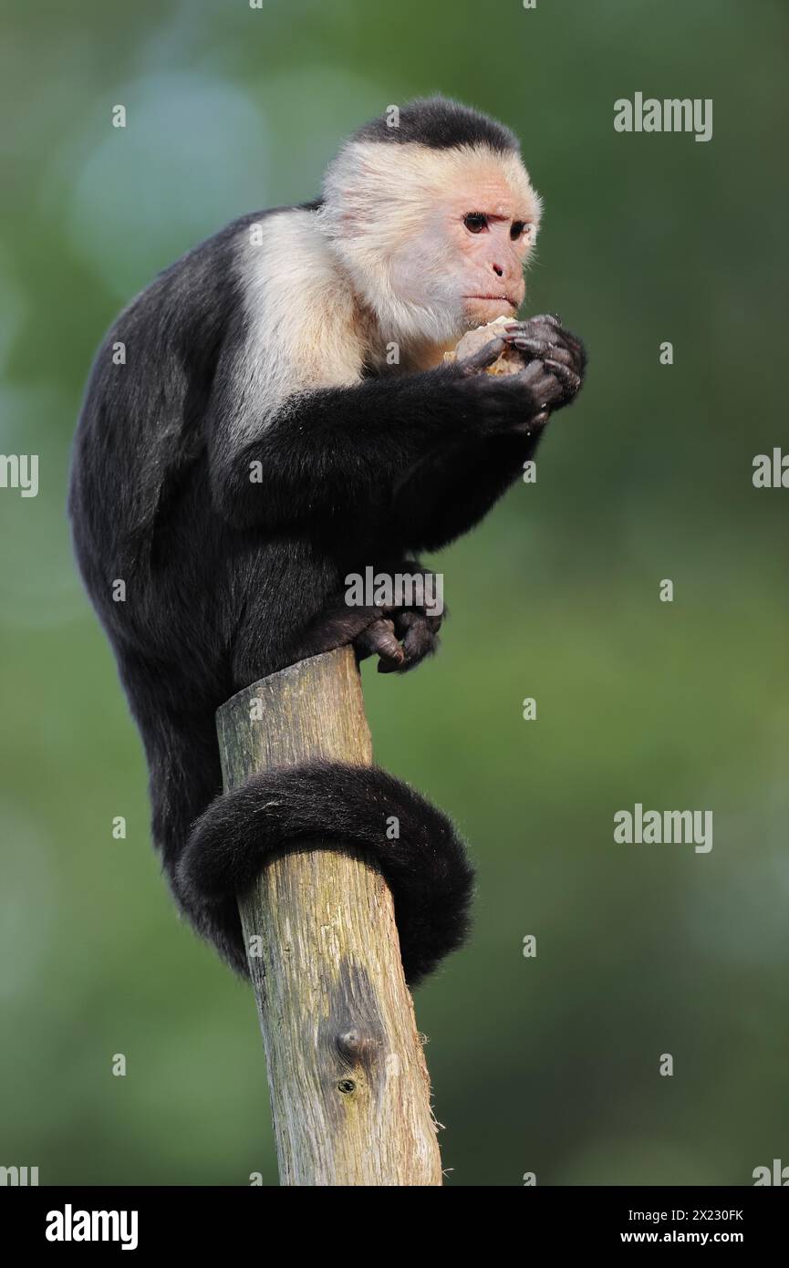 White-shouldered capuchin monkey or white-headed capuchin (Cebus ...