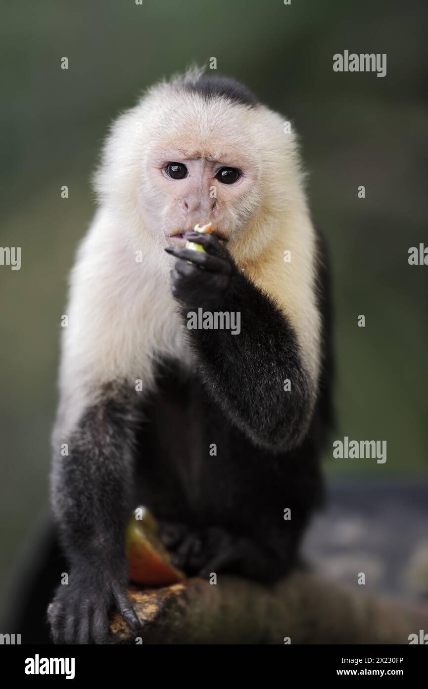 White-shouldered capuchin monkey or white-headed capuchin (Cebus ...