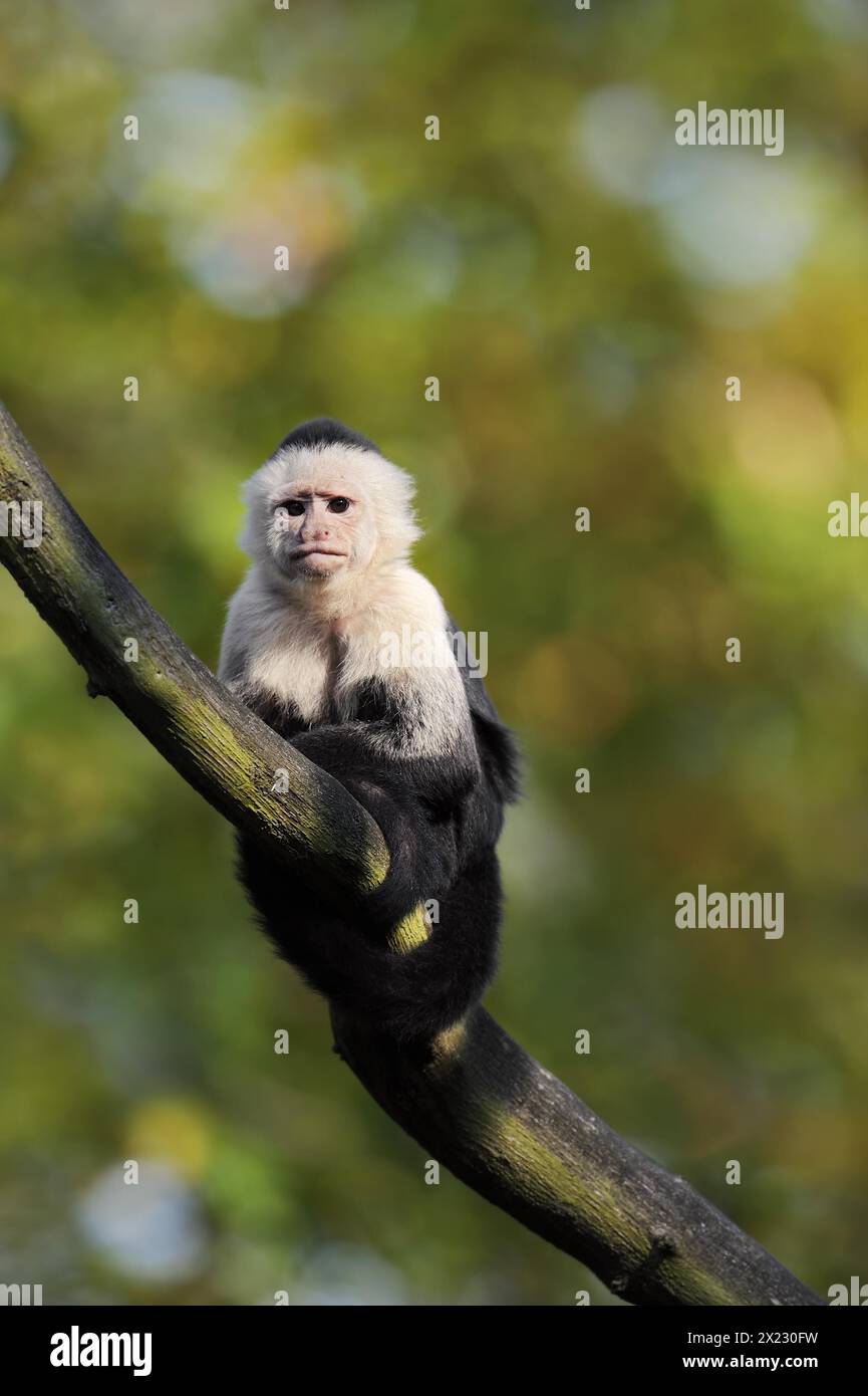 White-shouldered capuchin monkey or white-headed capuchin (Cebus ...