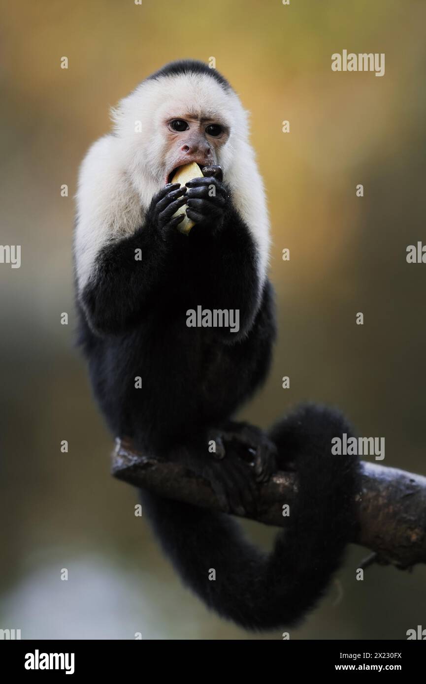 White-shouldered capuchin monkey or white-headed capuchin (Cebus ...