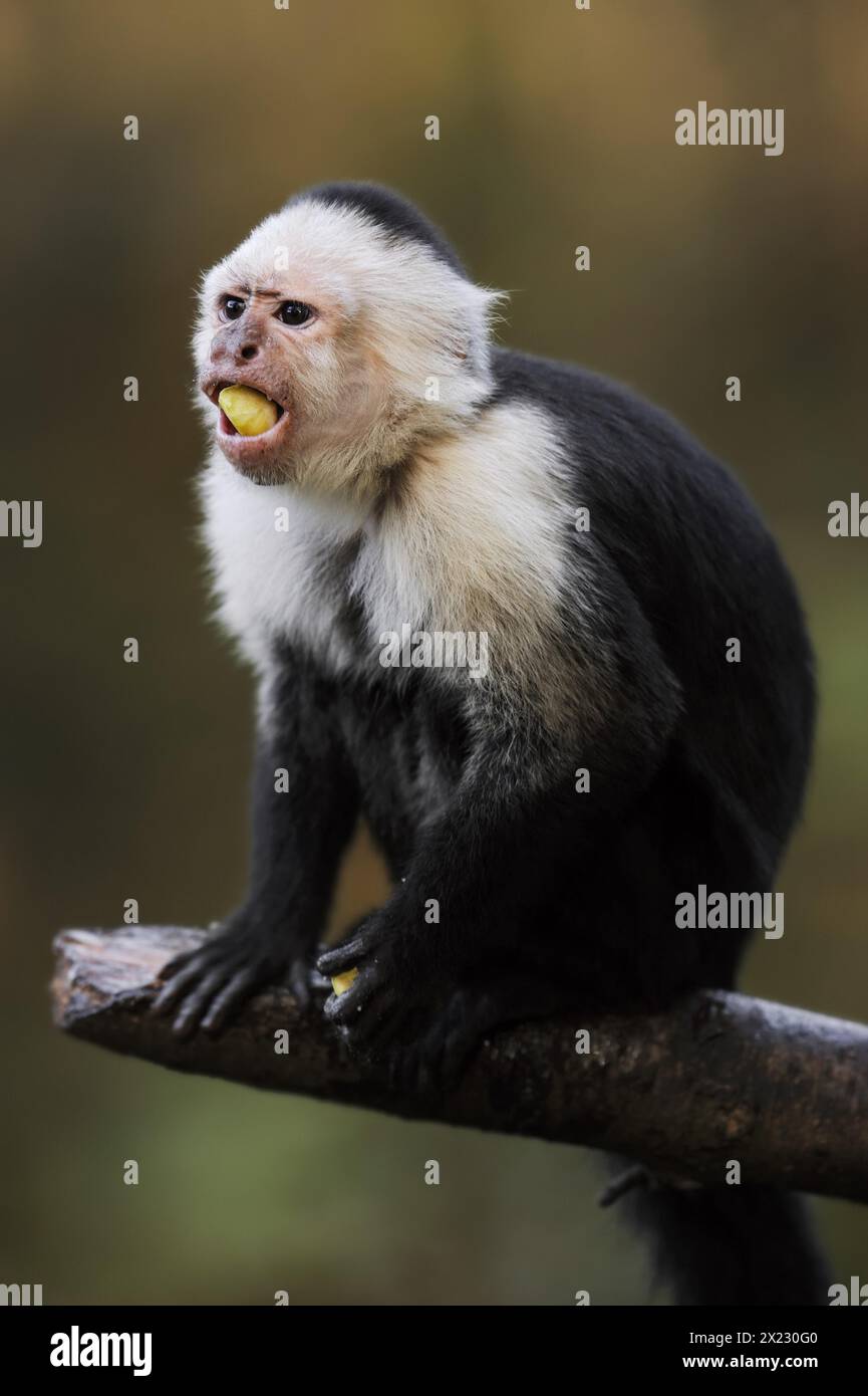 White-shouldered capuchin monkey or white-headed capuchin (Cebus ...