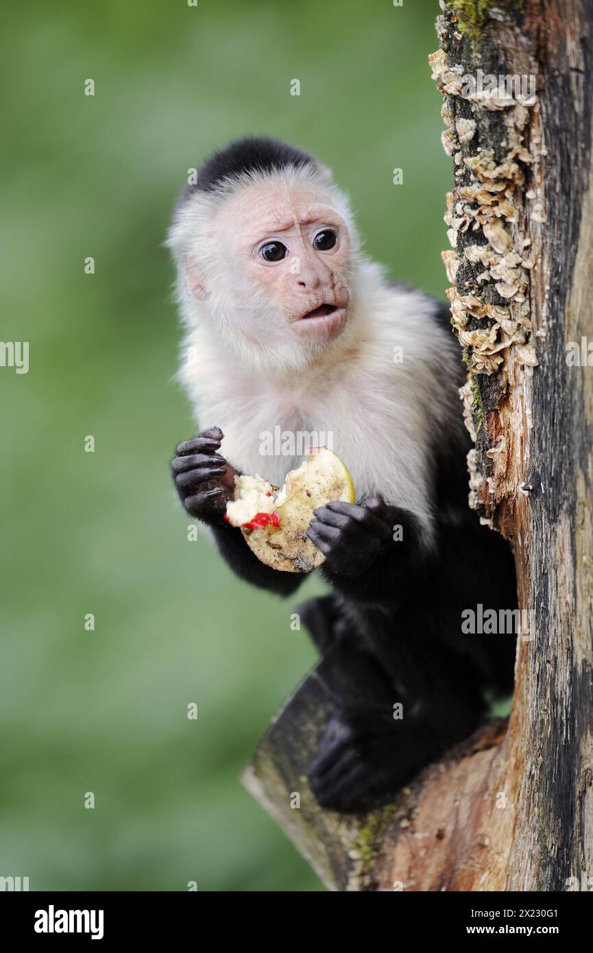 White-shouldered capuchin monkey or white-headed capuchin (Cebus ...