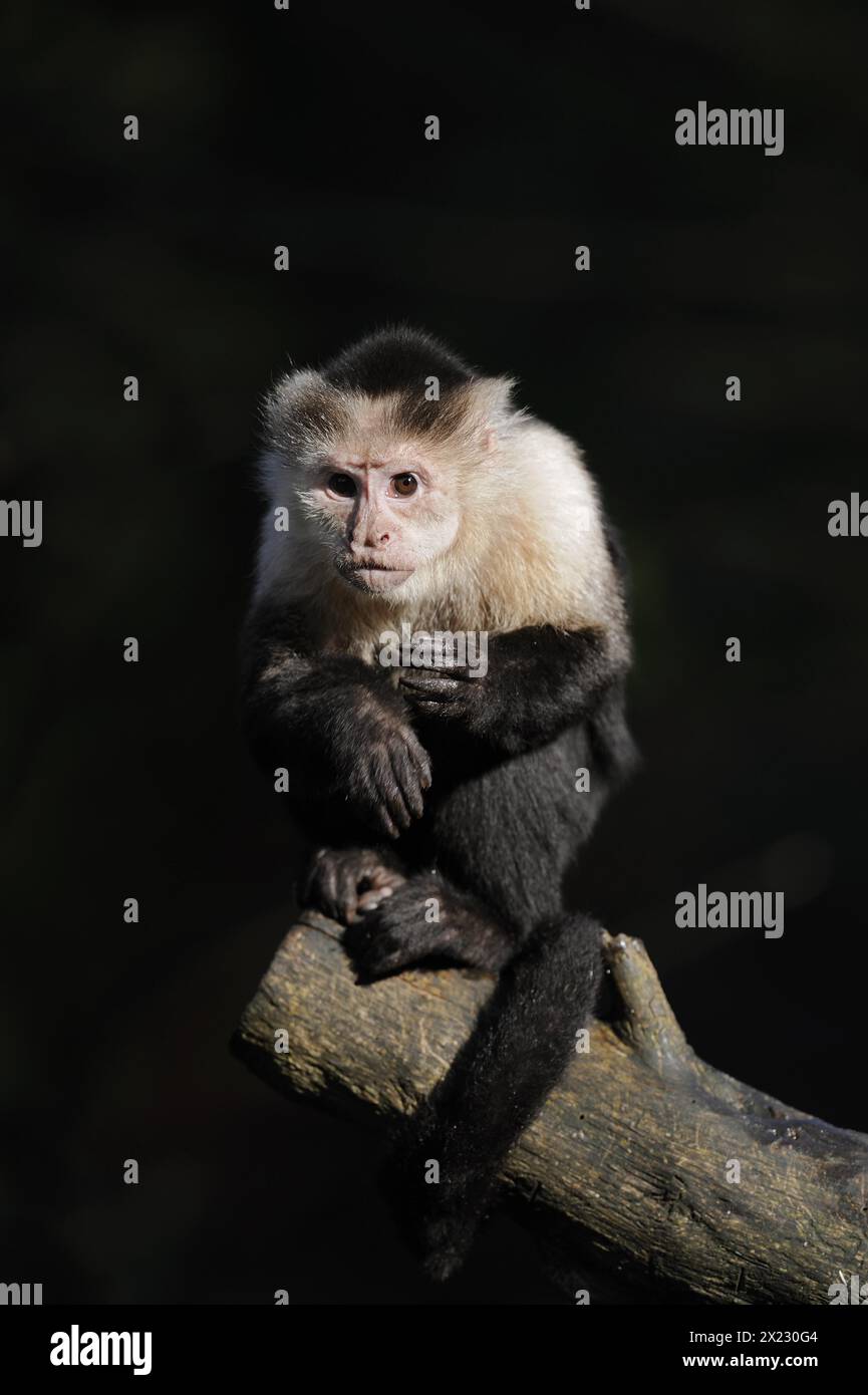White-shouldered capuchin monkey or white-headed capuchin (Cebus ...