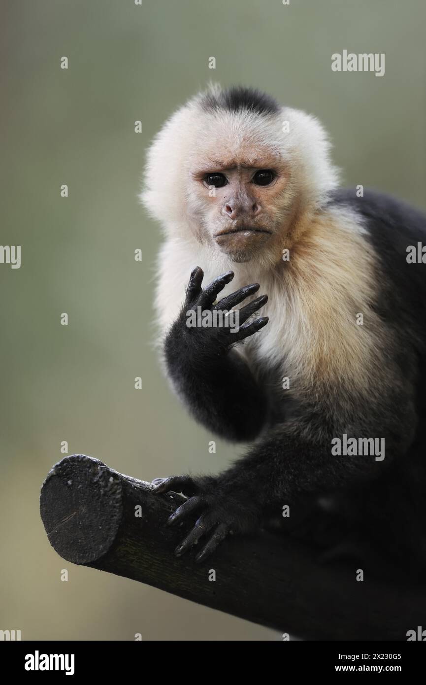 White-shouldered capuchin monkey or white-headed capuchin (Cebus ...