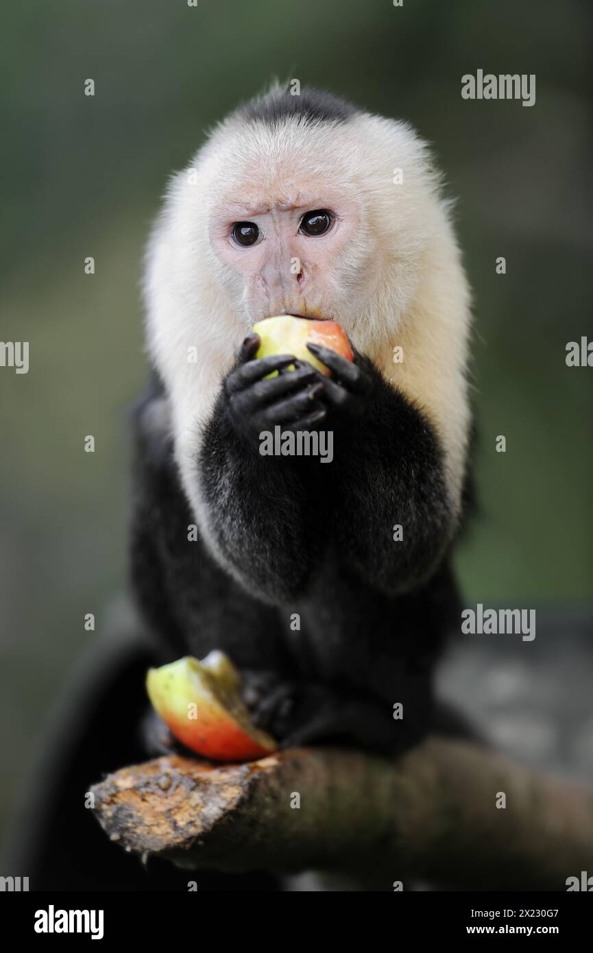 White-shouldered capuchin monkey or white-headed capuchin (Cebus ...