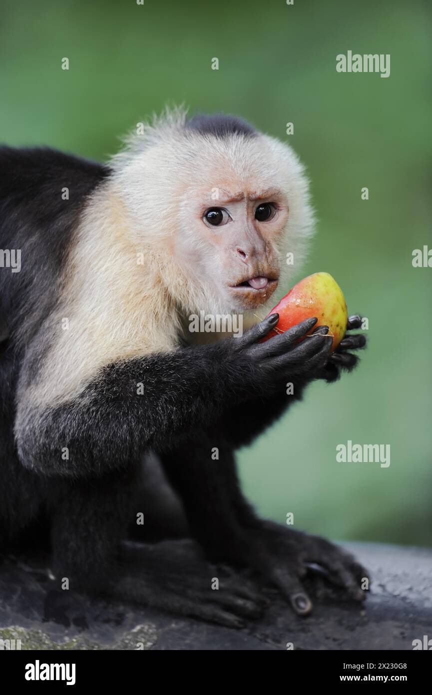 White-shouldered capuchin monkey or white-headed capuchin (Cebus ...