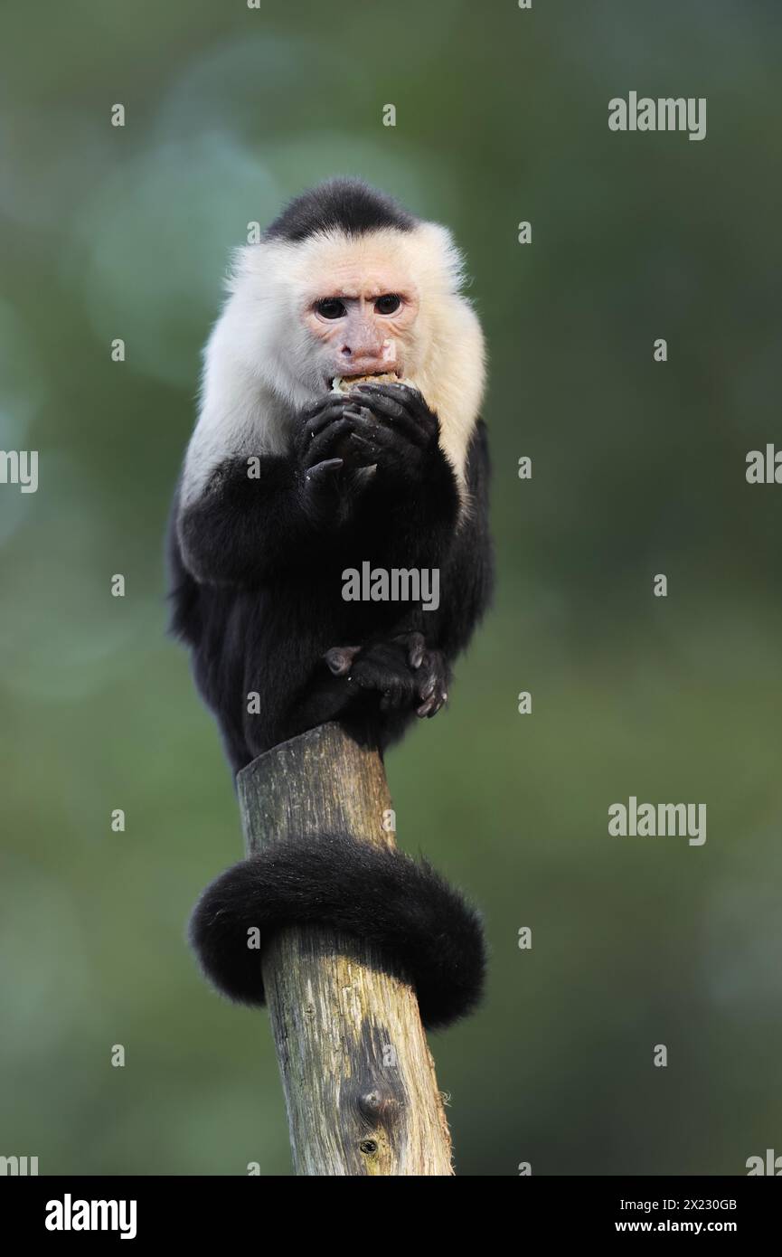 White-shouldered capuchin monkey or white-headed capuchin (Cebus ...