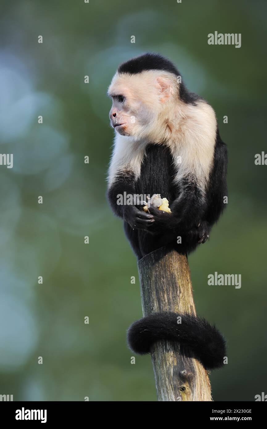 White-shouldered capuchin monkey or white-headed capuchin (Cebus ...