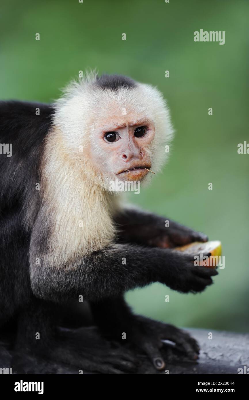 White-shouldered capuchin monkey or white-headed capuchin (Cebus ...