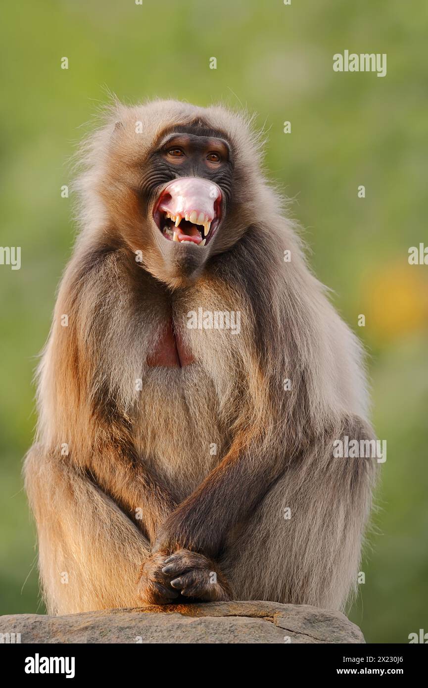 Djelada or gelada baboon (Theropithecus gelada), threatening, captive ...