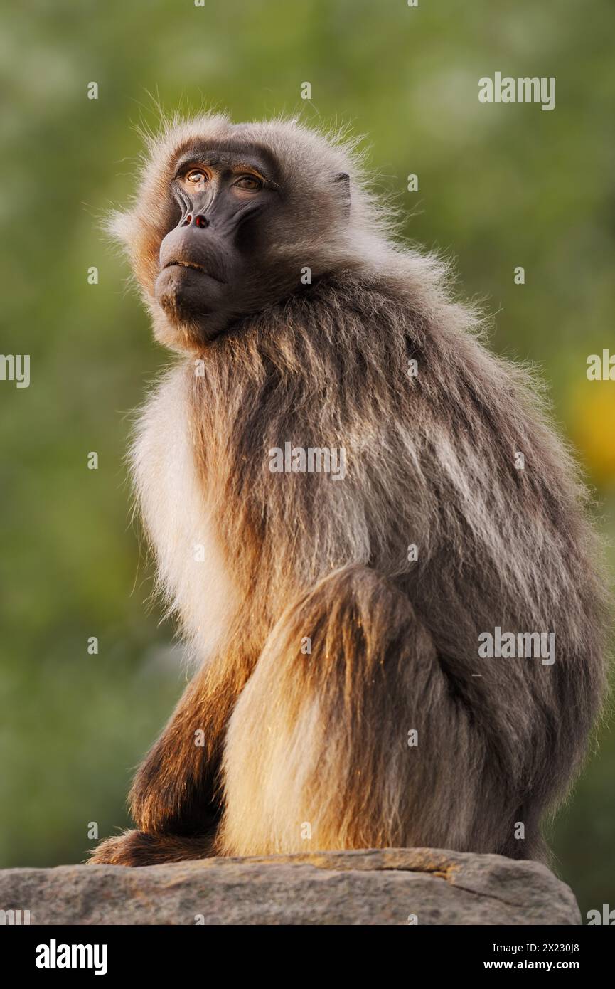 Djelada or gelada baboon (Theropithecus gelada), captive, occurring in ...