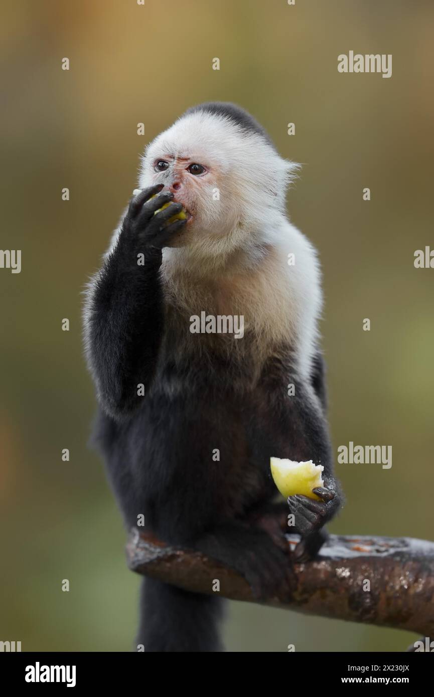 White-shouldered capuchin monkey or white-headed capuchin (Cebus ...