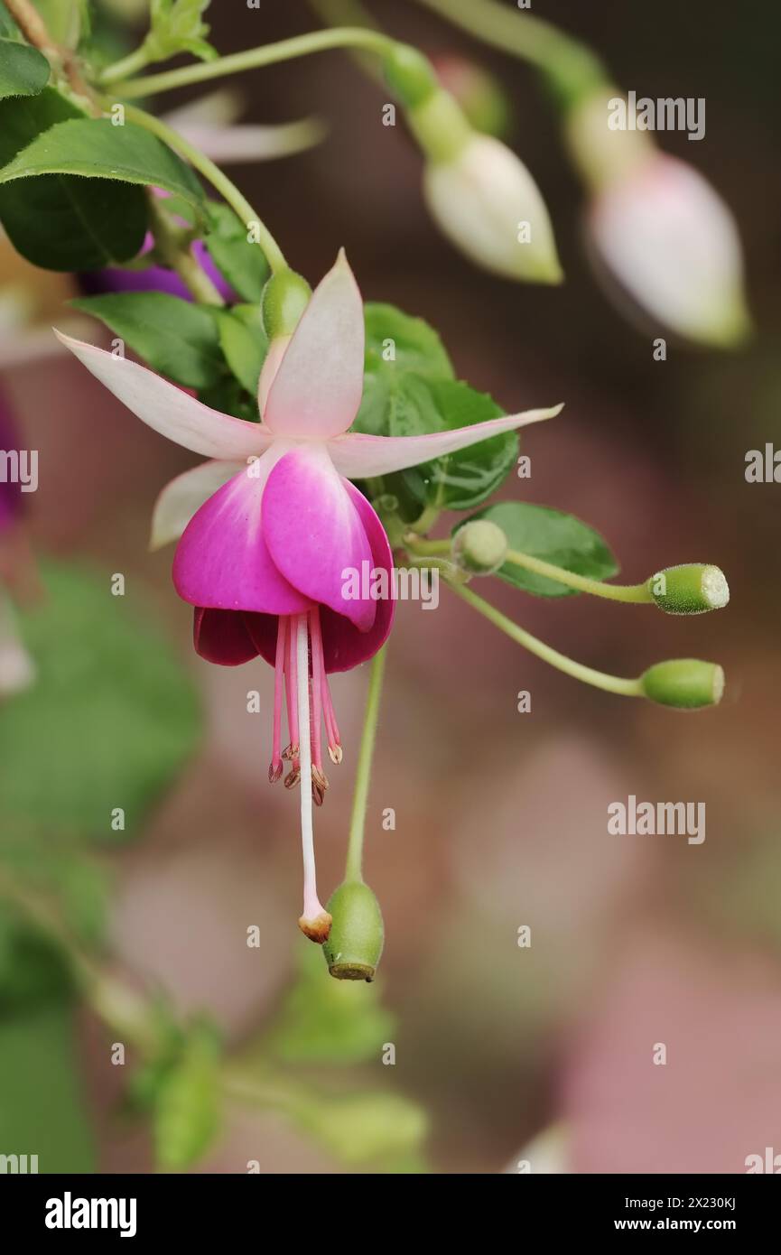 Eva boerg fuchsia hi-res stock photography and images - Alamy
