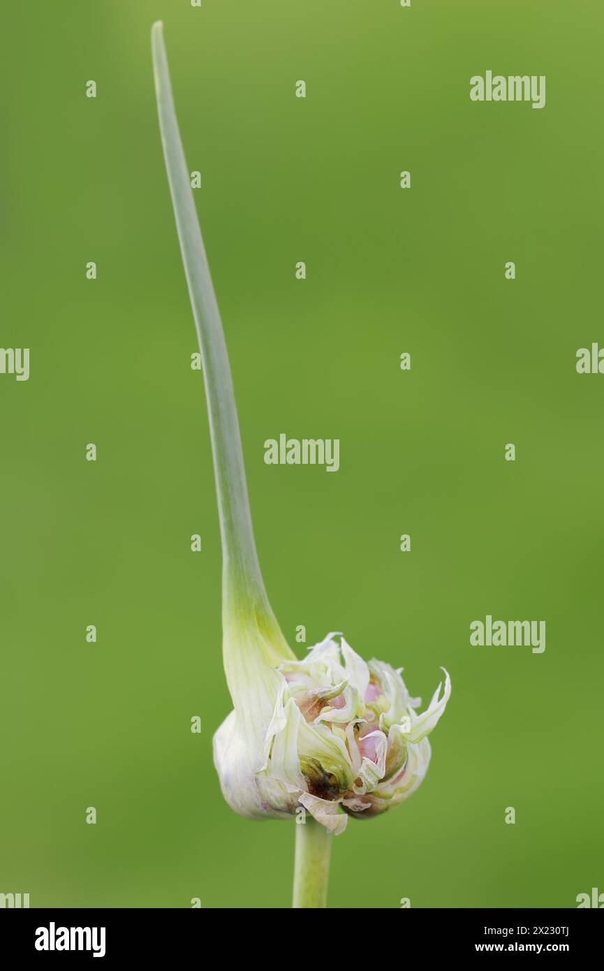 Garlic chives (Allium tuberosum), bulbs, spice plant, medicinal plant ...