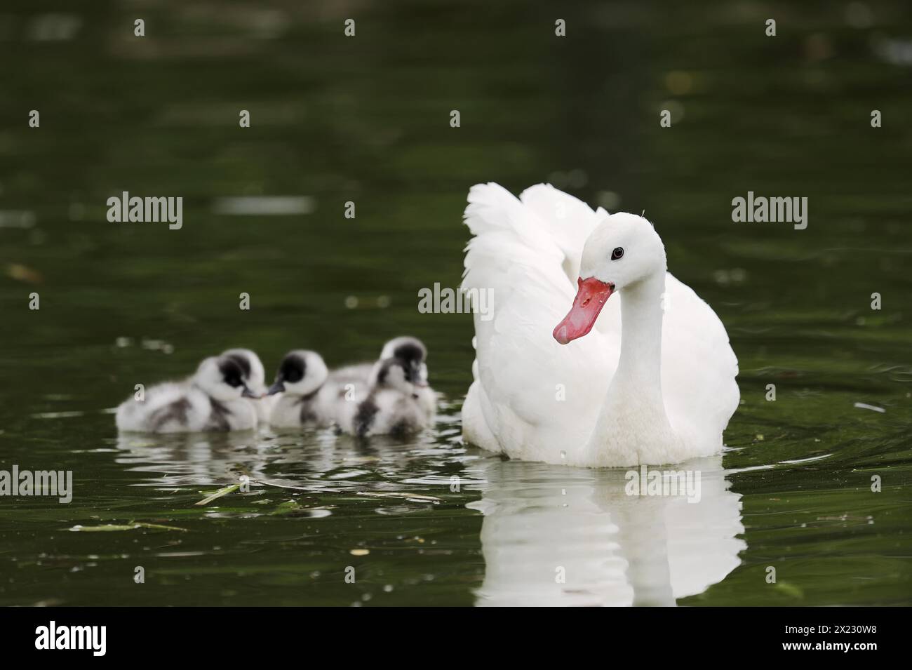 Coscoroba swan (Coscoroba coscoroba) with chicks, captive, occurring in ...