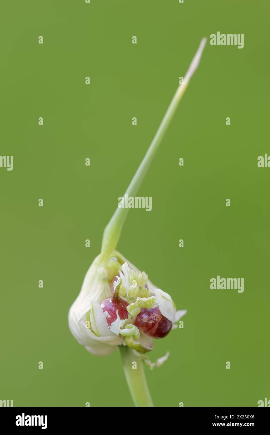 Garlic chives (Allium tuberosum), bulbs, spice plant, medicinal plant ...