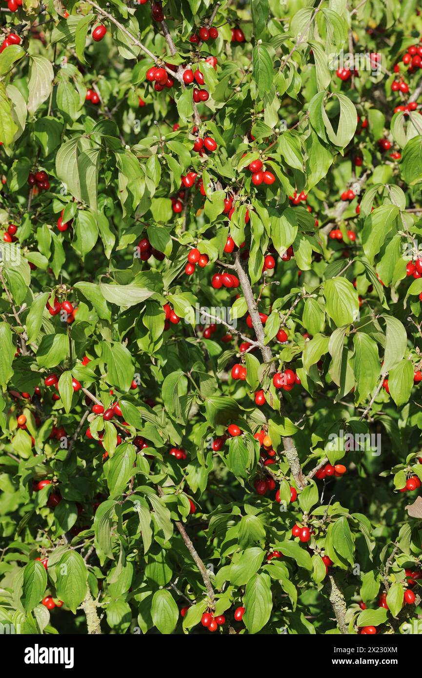 Cornelian cherry (Cornus mas), branch with fruit, North Rhine-Westphalia, Germany Stock Photo ...