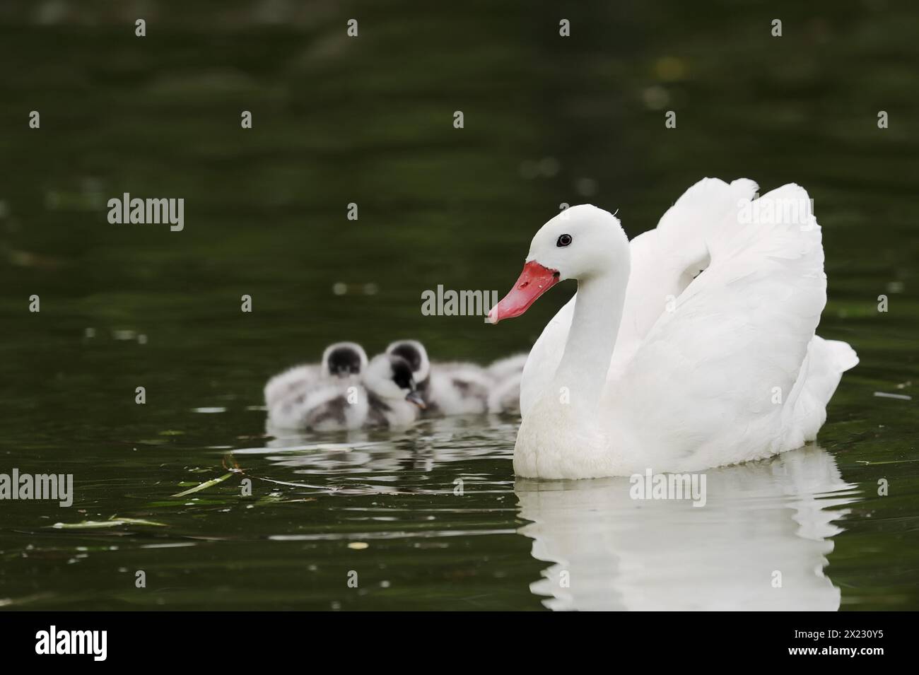 Coscoroba swan (Coscoroba coscoroba) with chicks, captive, occurring in ...