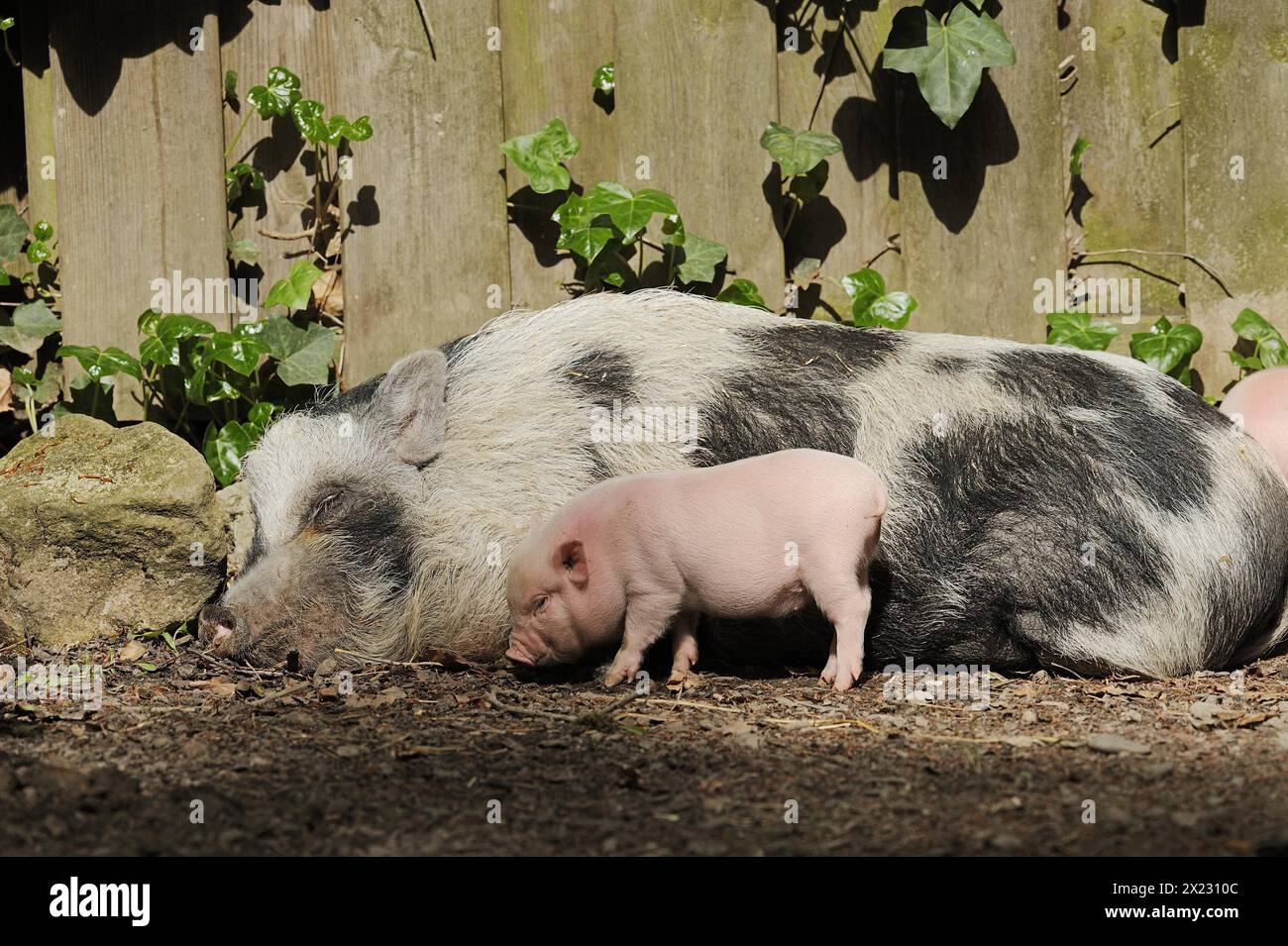 Goettingen minipig (Sus scrofa f. domestica), sow and piglet, North ...