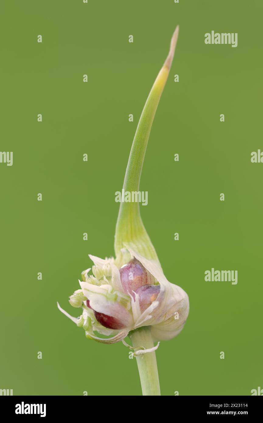 Garlic chives (Allium tuberosum), bulbs, spice plant, medicinal plant ...