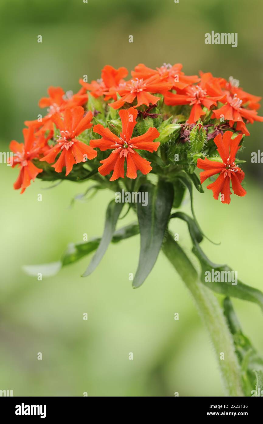 Burning love or scarlet campion (Lychnis chalcedonica, Silene ...