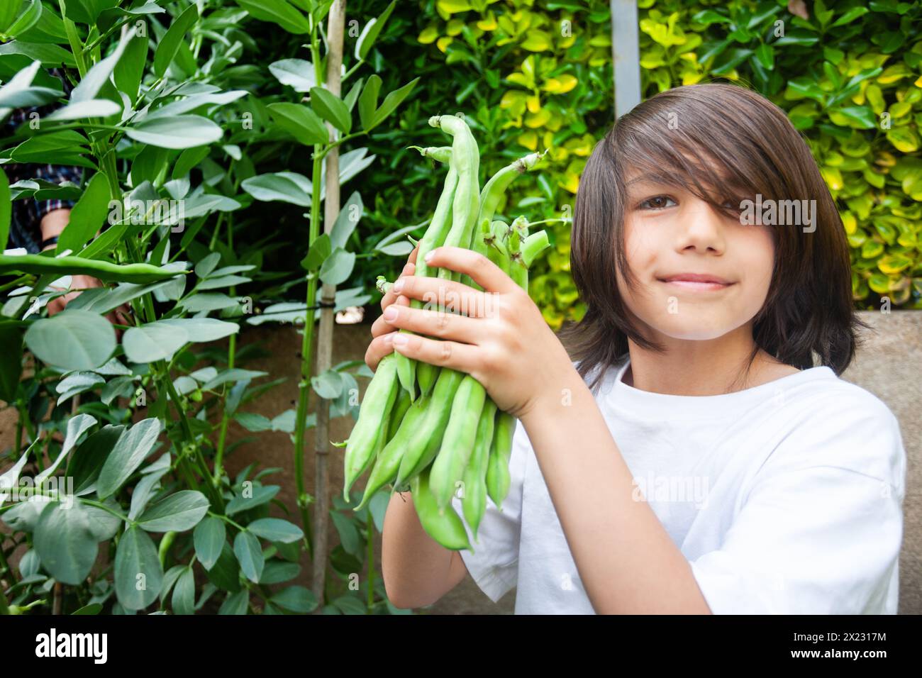 Boy holds and shows the camera the beans he has picked from the garden ...
