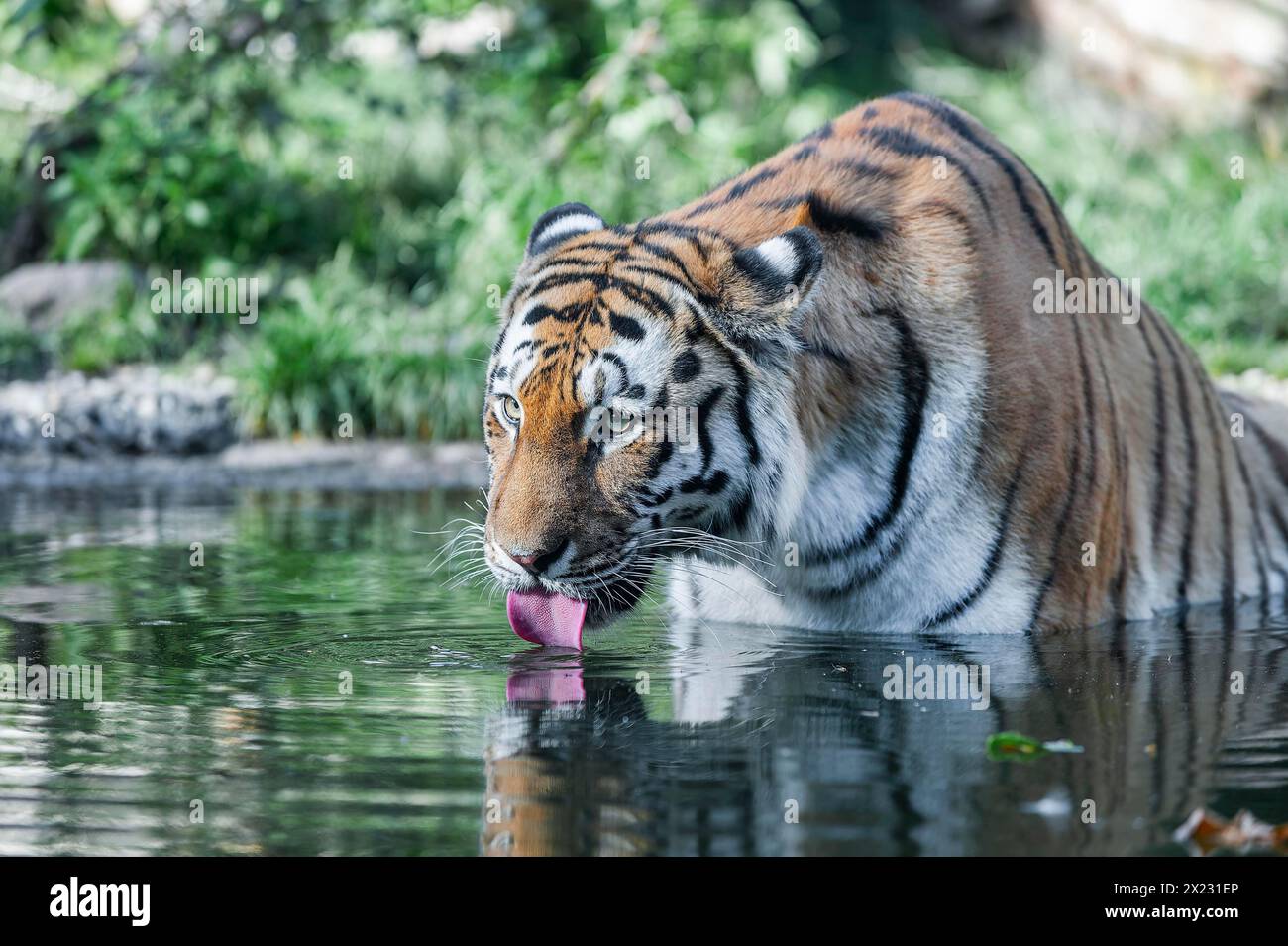 Siberian tiger (Panthera tigris altaica) stands in water and takes in water with its tongue ...