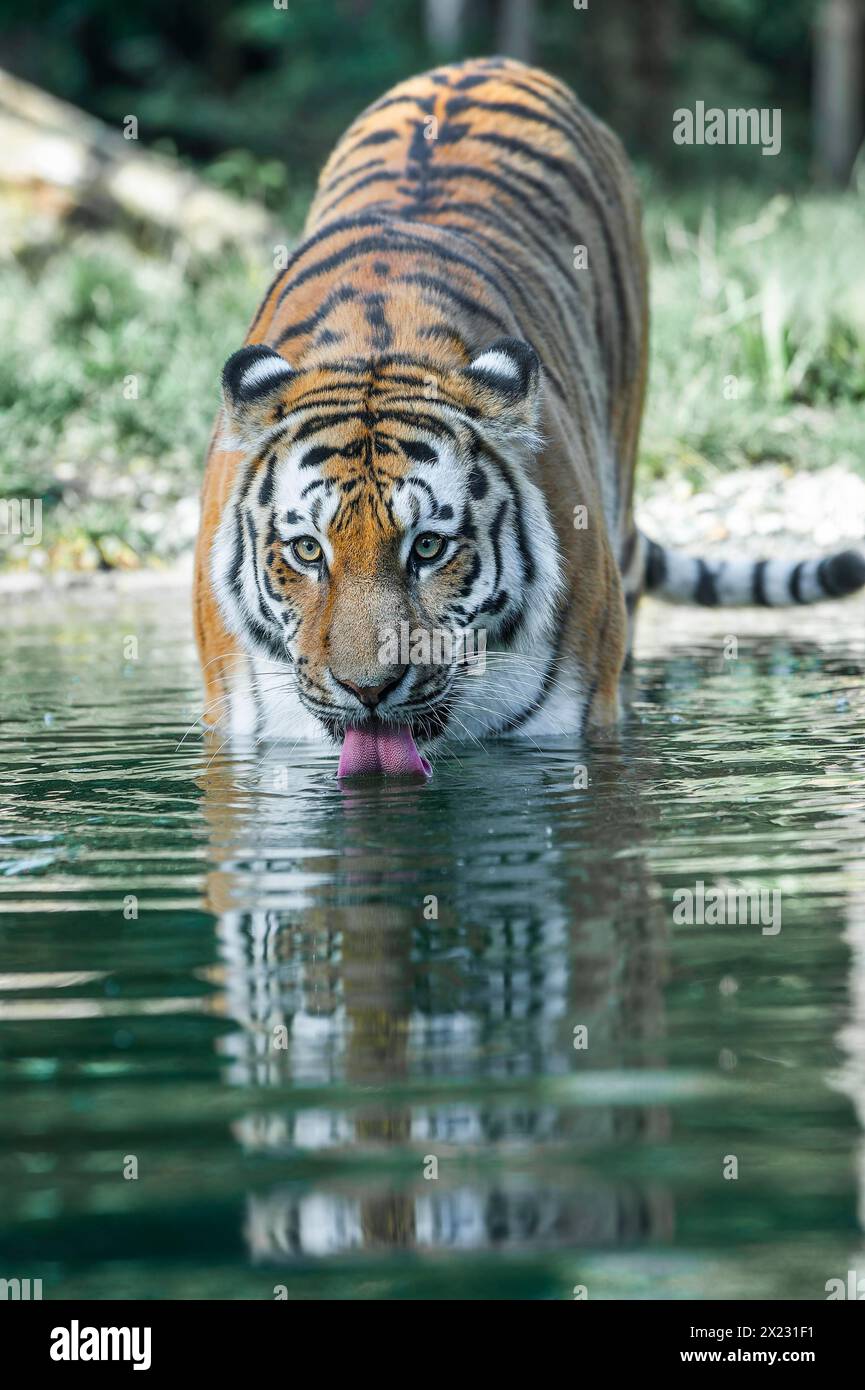 Siberian tiger (Panthera tigris altaica) stands in water and takes in ...