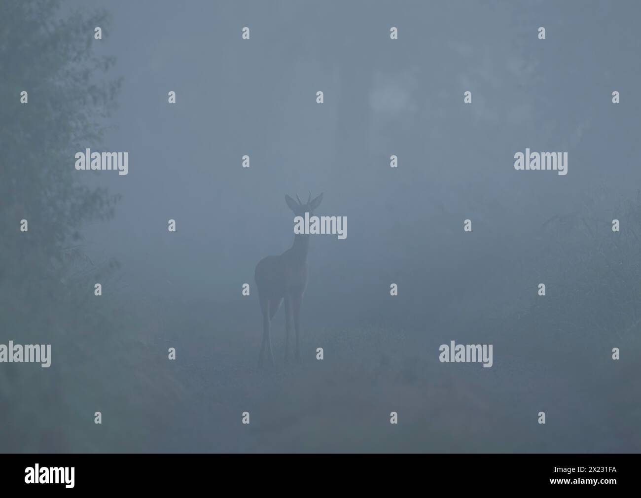 European roe deer (Capreolus capreolus), young roebuck standing on a ...