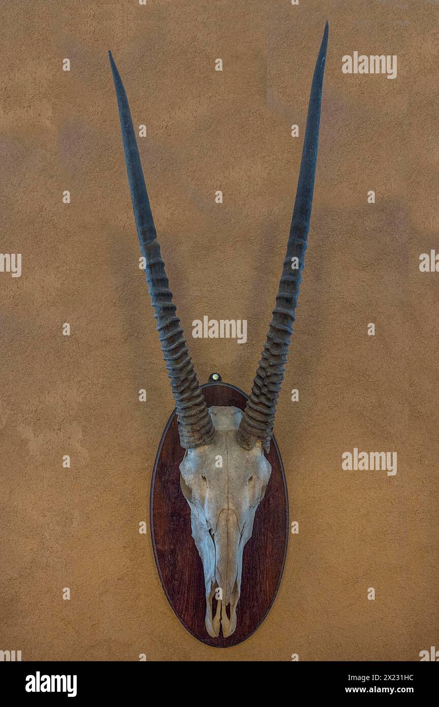 Hunting trophy of an antelope skull on a wall, hunted in 1912 in former ...