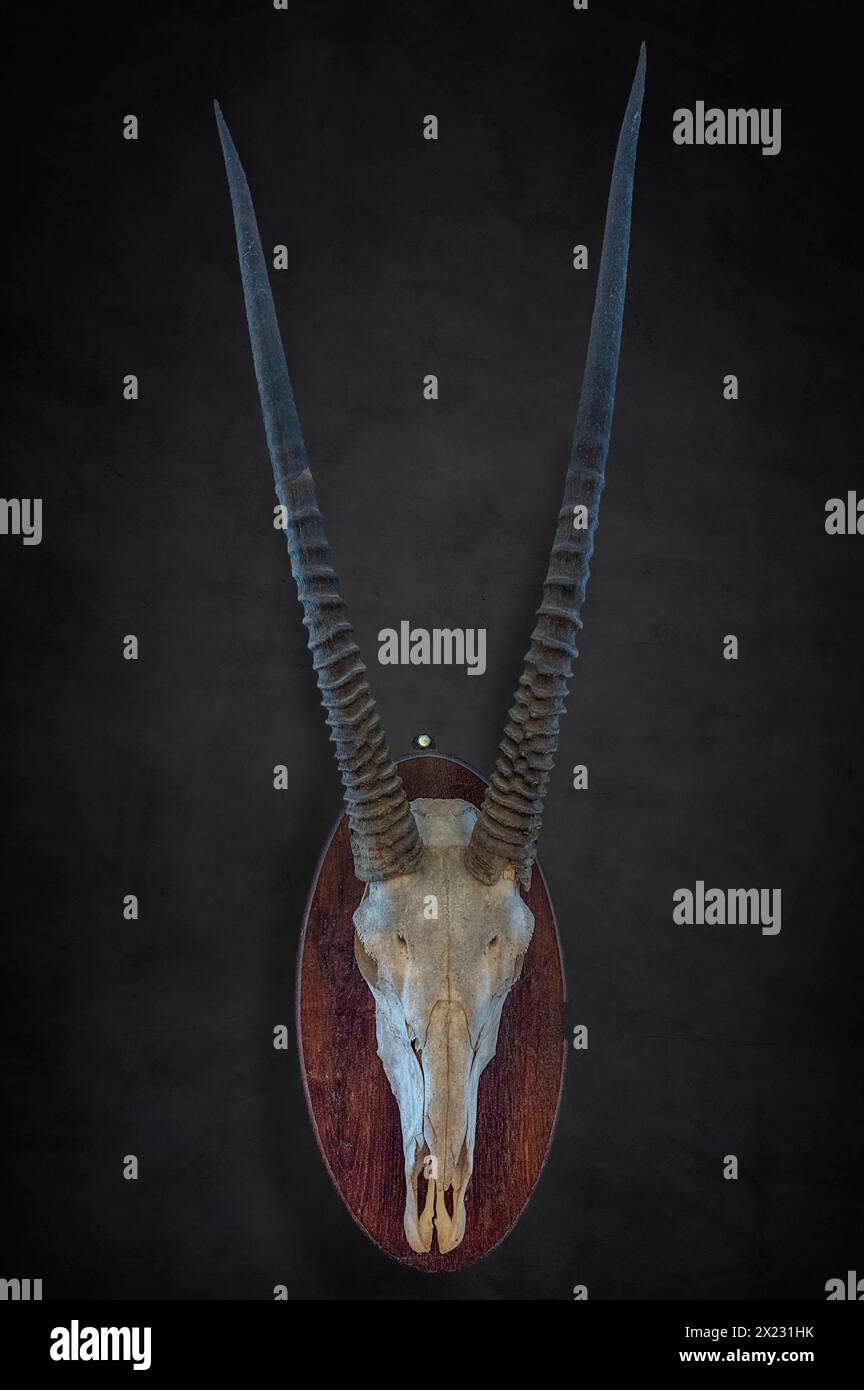 Hunting trophy of an antelope skull on a dark background, shot in 1912 in the former German ...