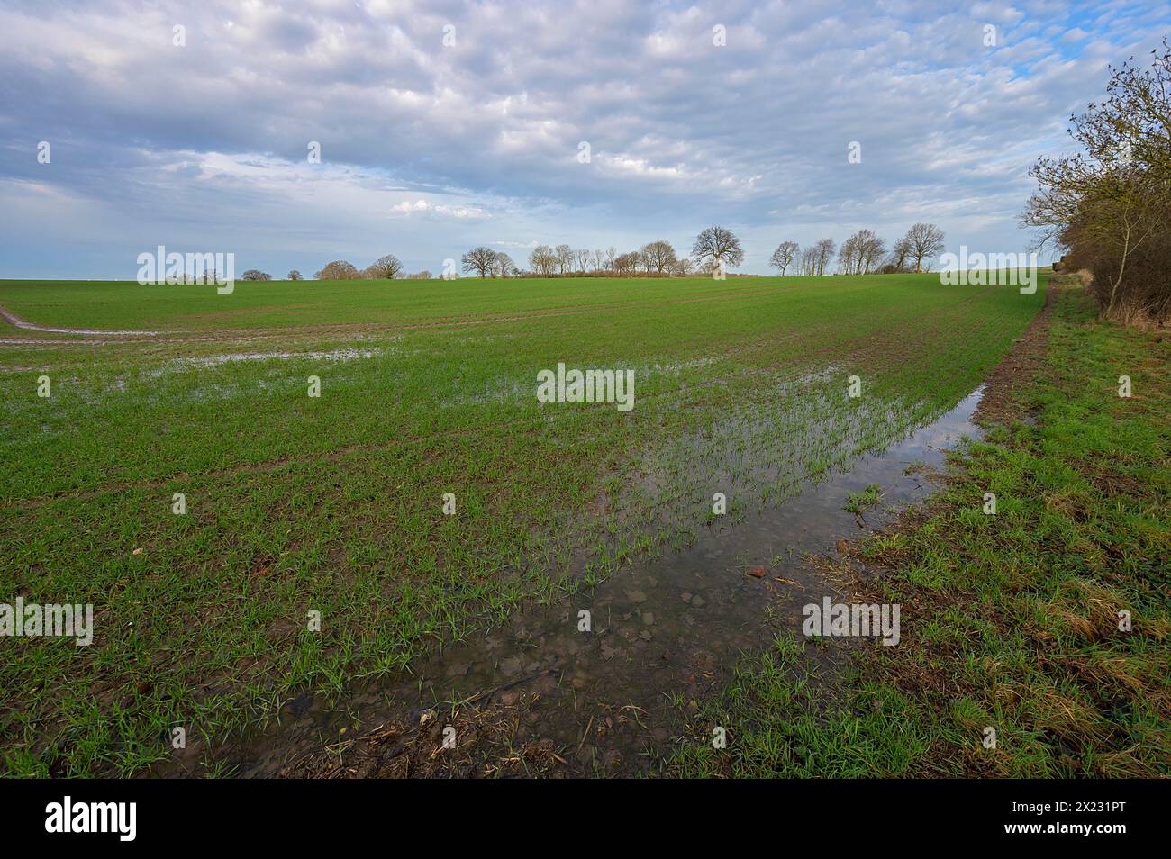 Flood flooded field germany german hi-res stock photography and images ...