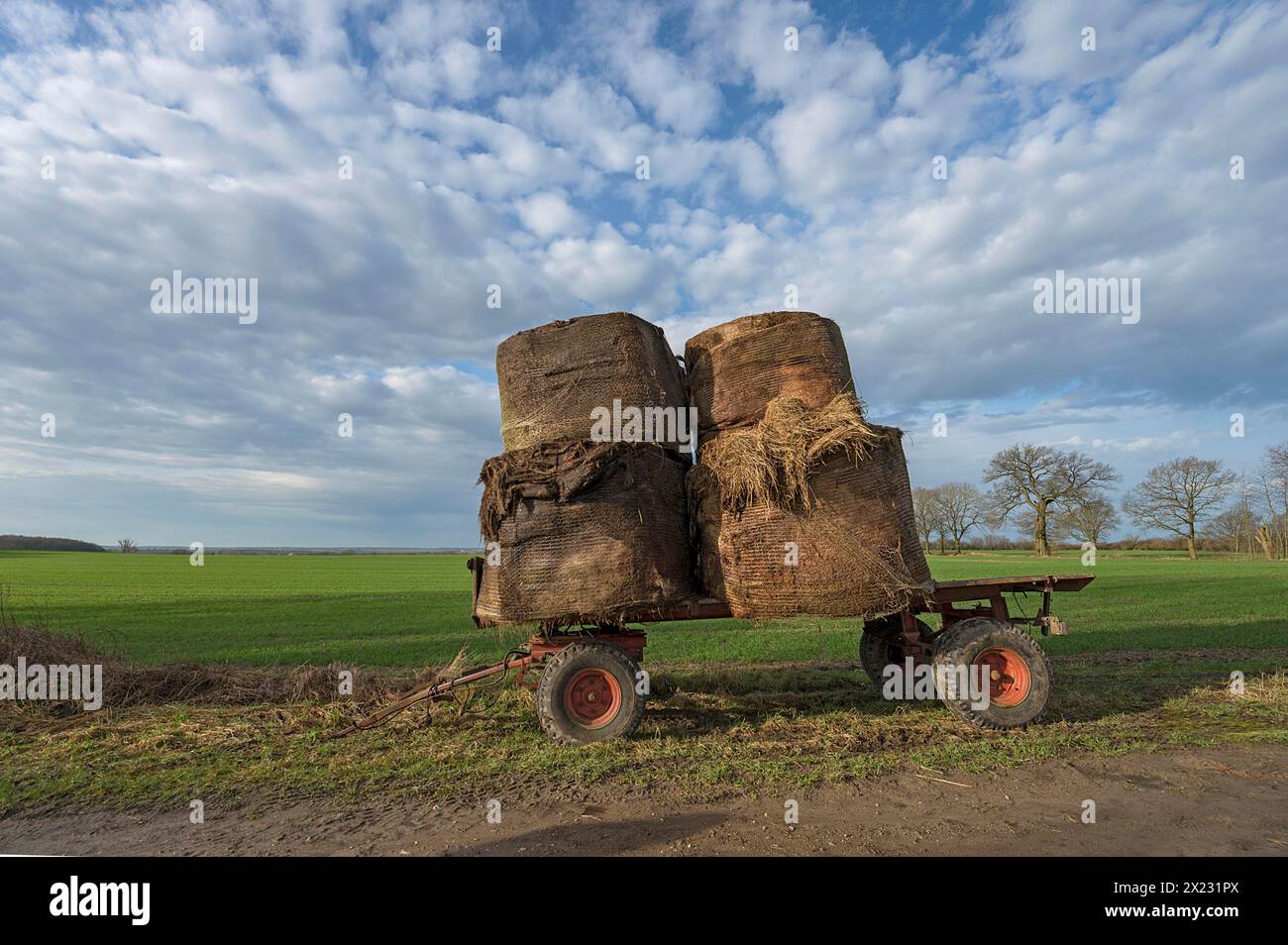 Loader wagon loaded with old hay bales at the edge of a field ...
