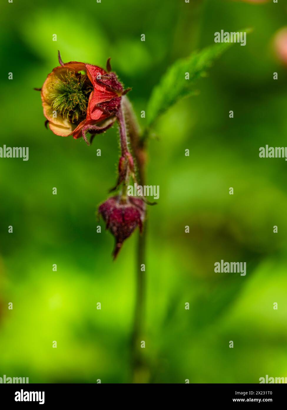 Water avens (Geum rivale), Piding, Berchtesgadener Land, Bavaria ...