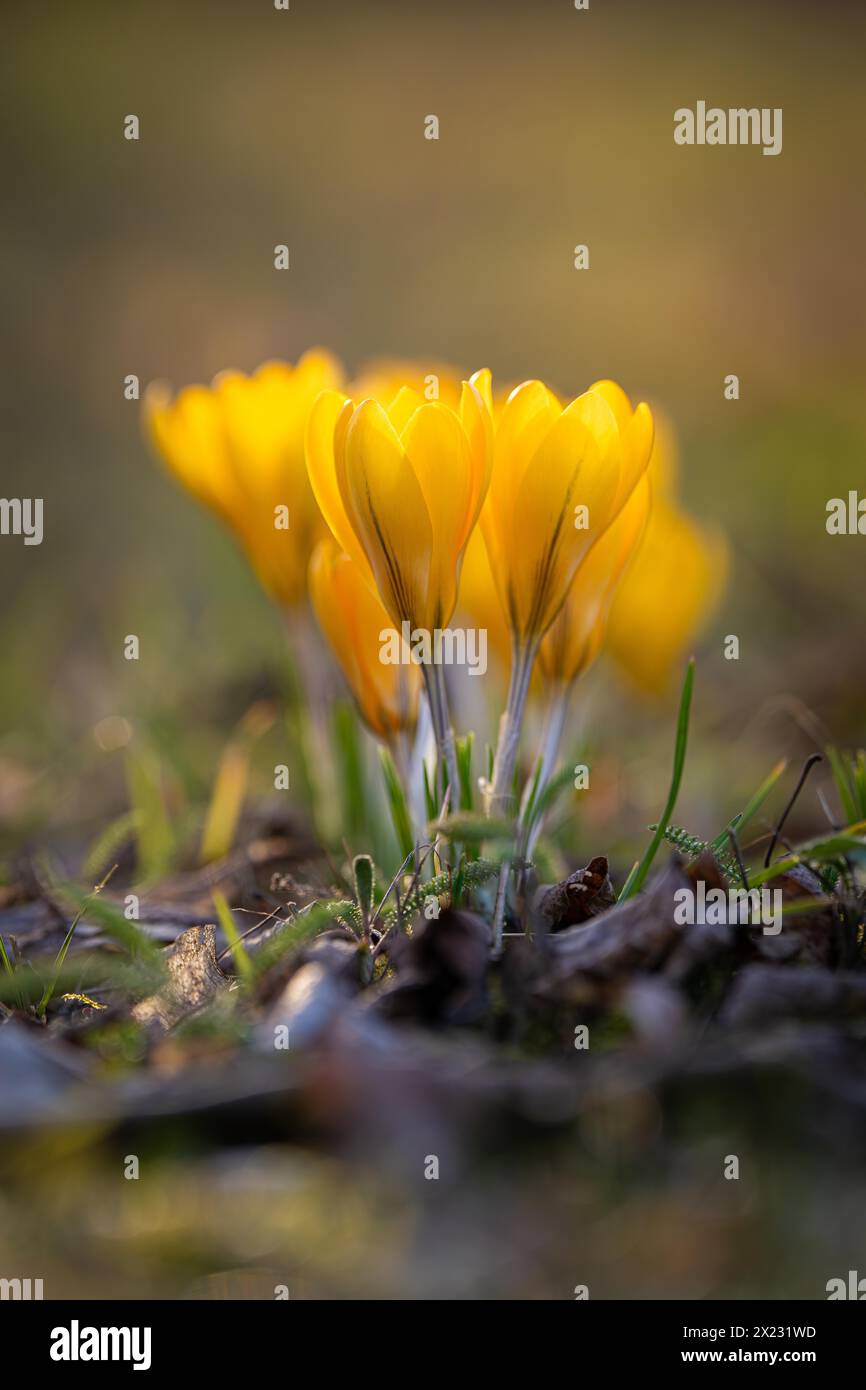 Bright yellow crocuses grow from the dark forest floor, Gechingen ...