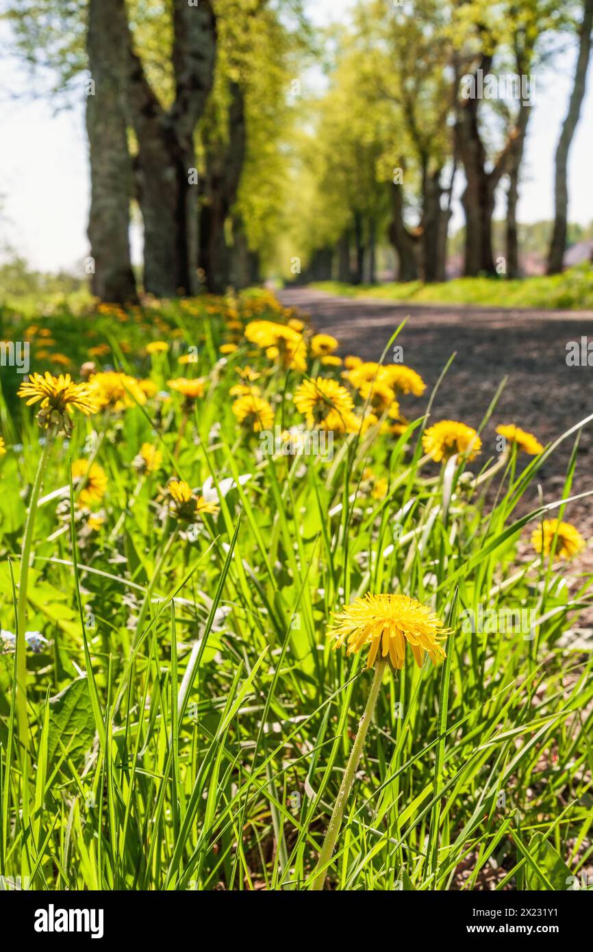 Dandelion (Taraxacum officinale) in bloom on the roadside by a tree ...