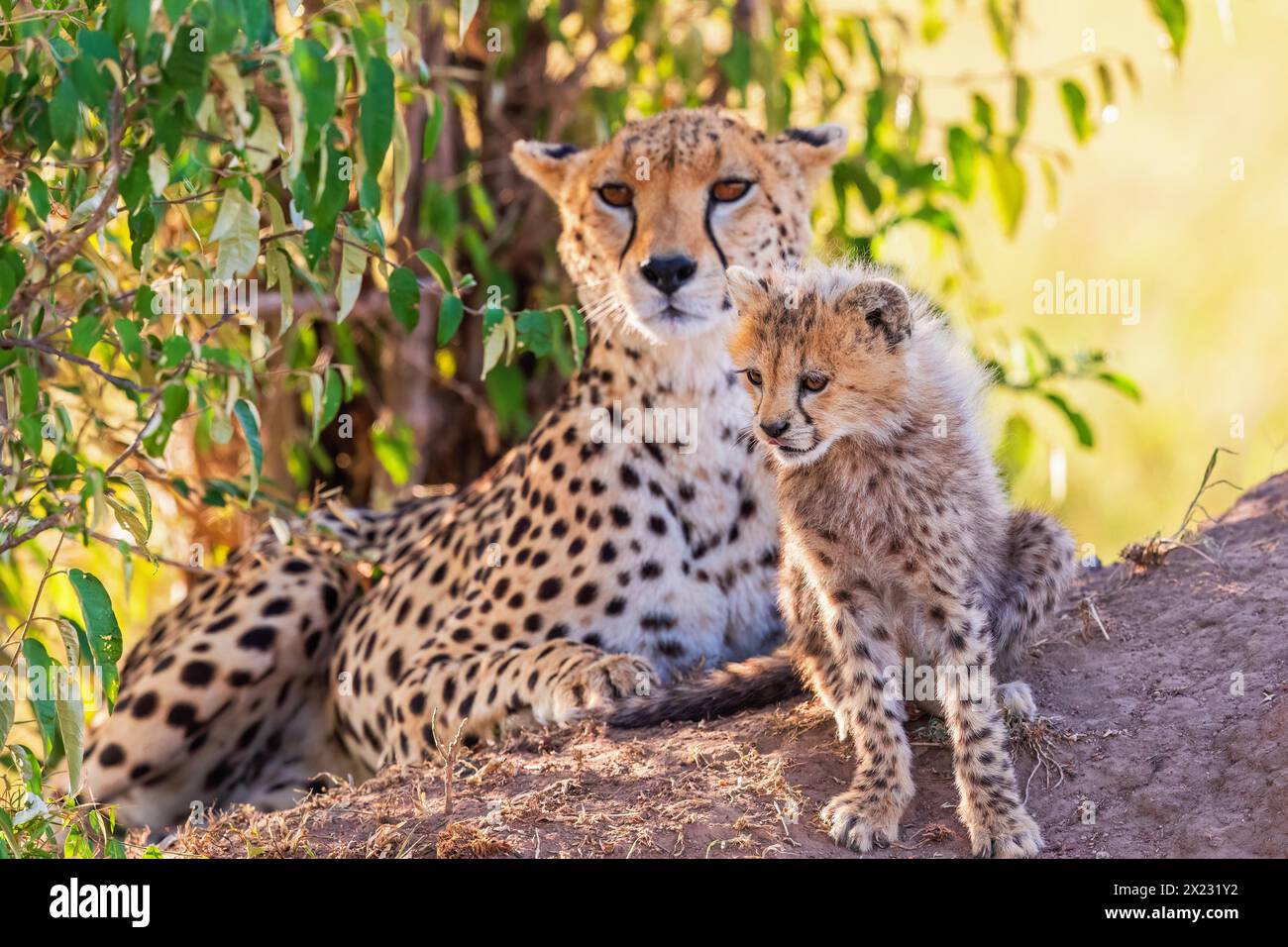 Cheetah with a cub lying in the shade and resting, Maasai mara national reserv, Kenya Stock ...