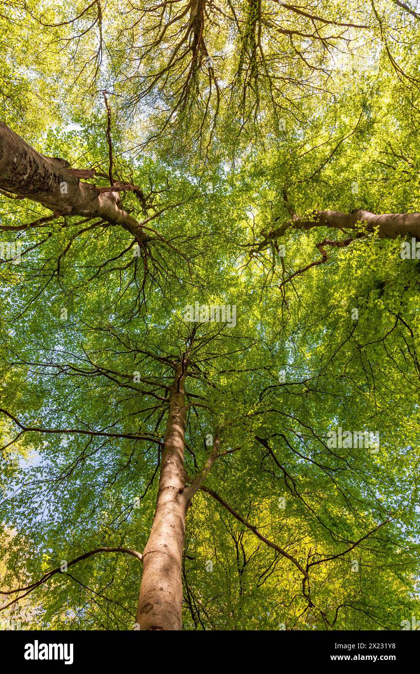 Green tree canopies hi-res stock photography and images - Alamy