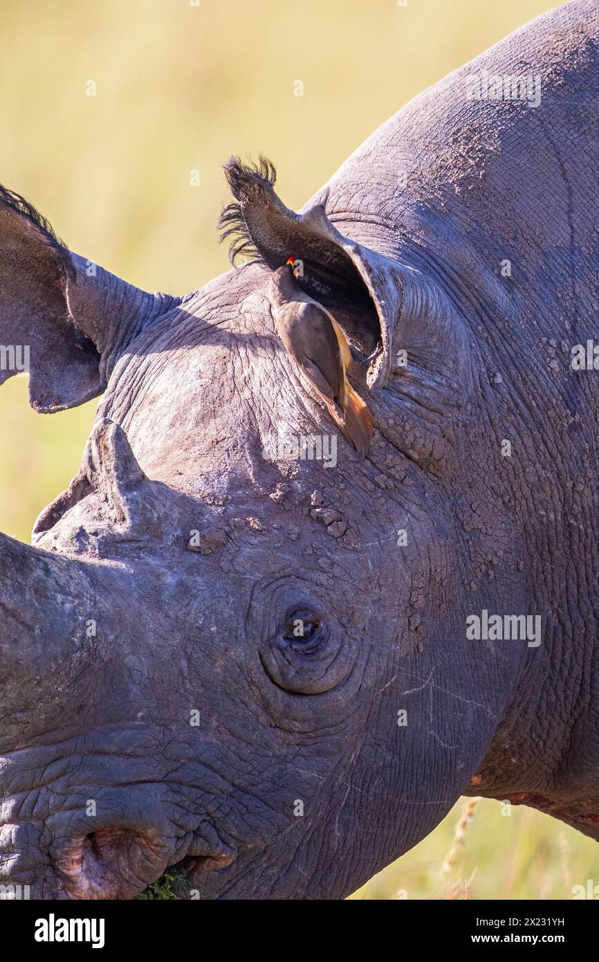 Close up at a Black rhinoceros (Diceros bicornis) with a Yellow-billed ...