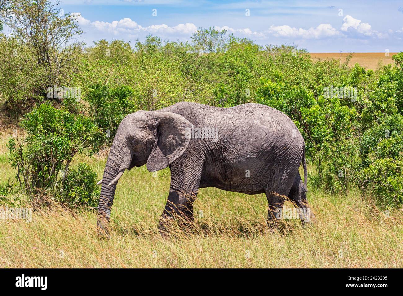 African bush elephant (Loxodonta africana) walking by bushes on the ...