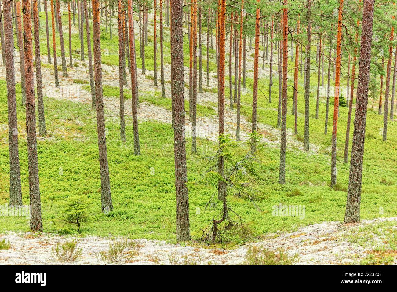 Pine tree trunks in a woodland with green moss and lichens on the ...