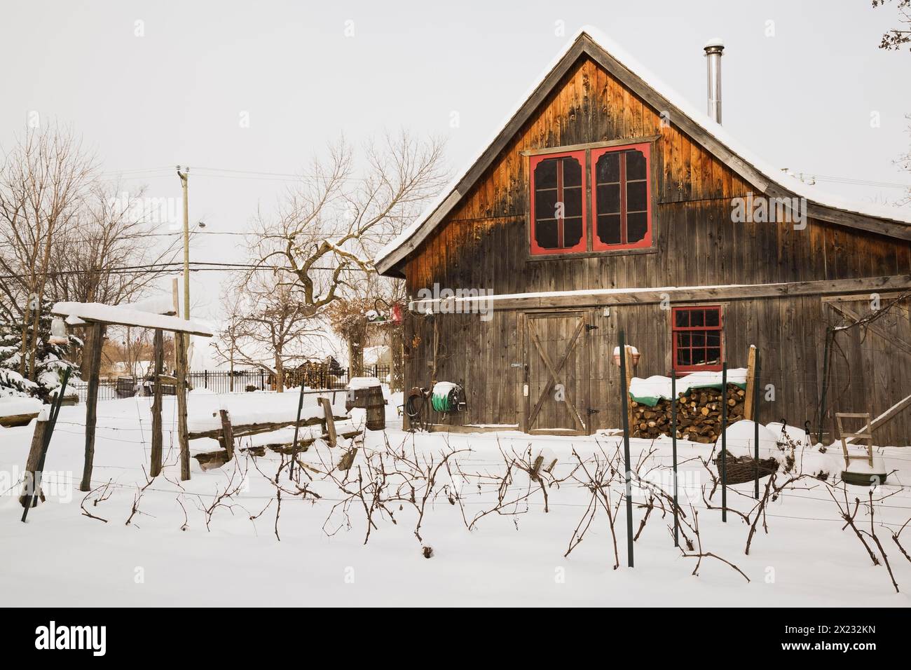 Vitis labrusca, Grapevine plantation and old wooden rustic barn with ...