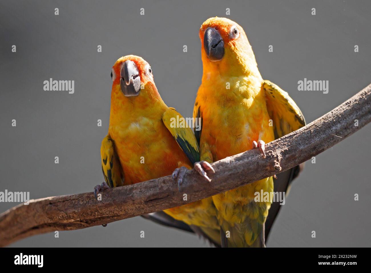 Two sun conure parrots hi-res stock photography and images - Alamy