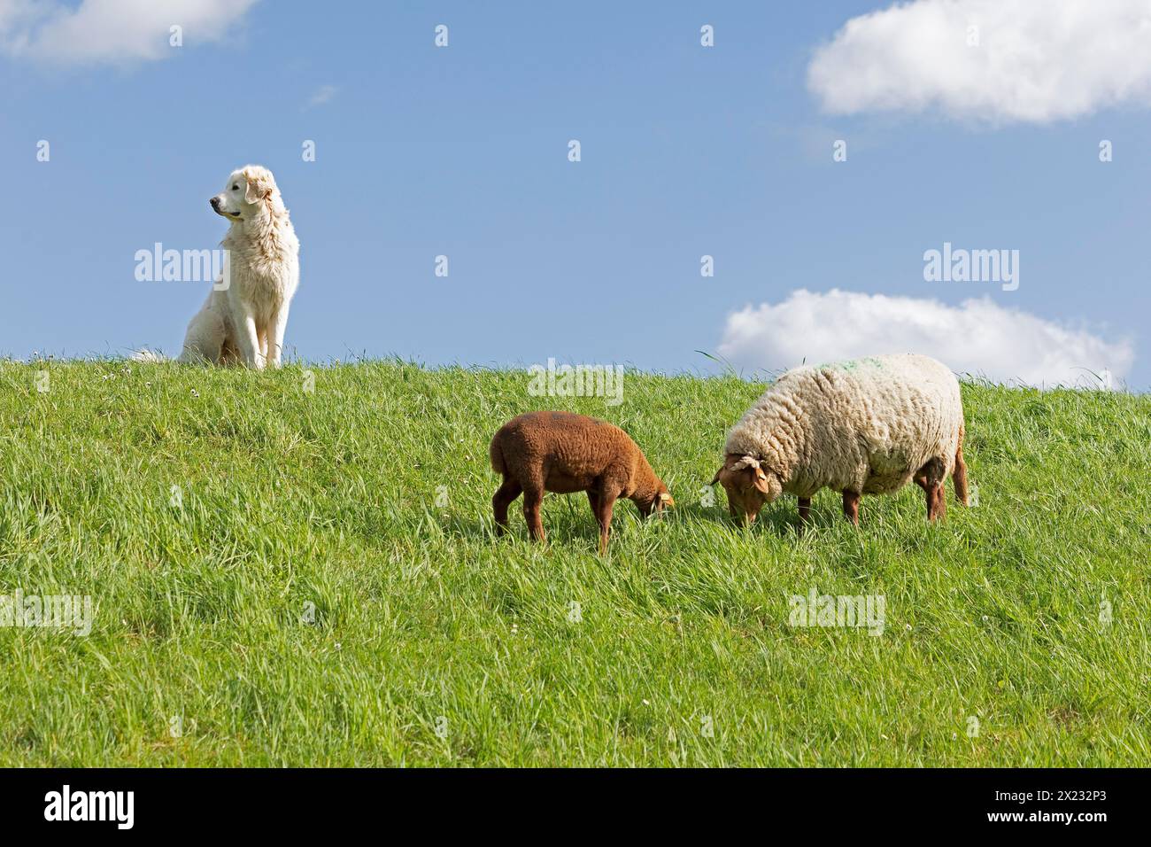 Shepherd dog guarding sheep, shepherd dog, lamb, Elbe dyke near ...