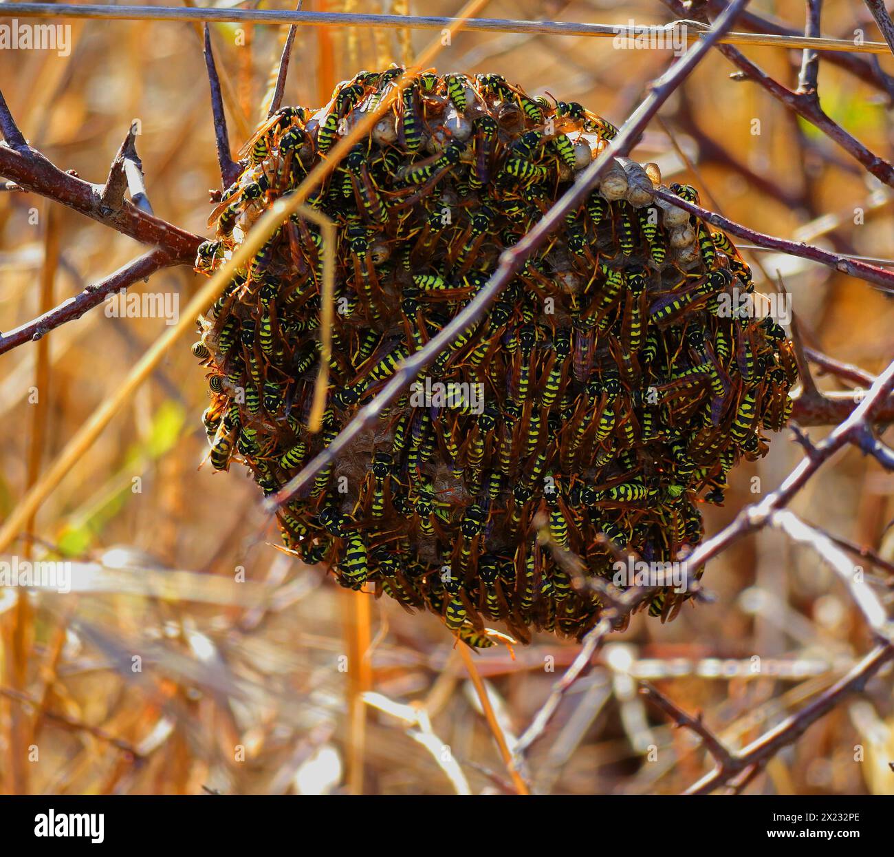 A huge nest covered by hundreds of European paper wasps - Polistes ...