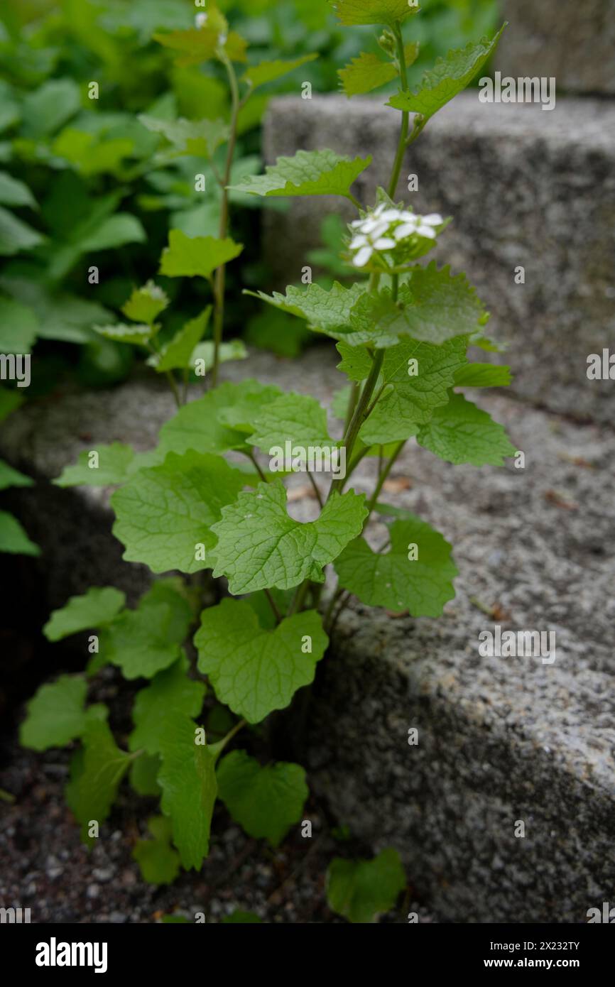 Garlic rocket (Alliaria petiolata), medicinal plant, spice, April ...